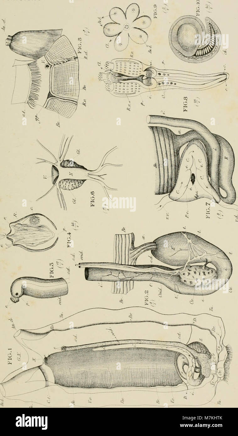 An 1888 comparative anatomy atlas of invertebrates, showcasing detailed ...
