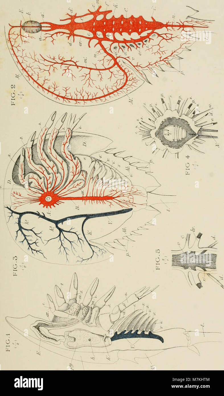 An 1888 comparative anatomy atlas of invertebrates. The work provides ...