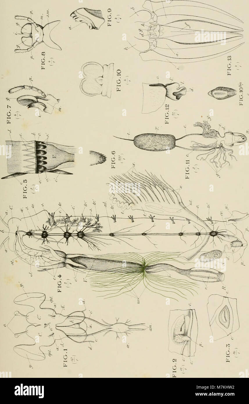 Showcasing detailed anatomical drawings hi-res stock photography and ...