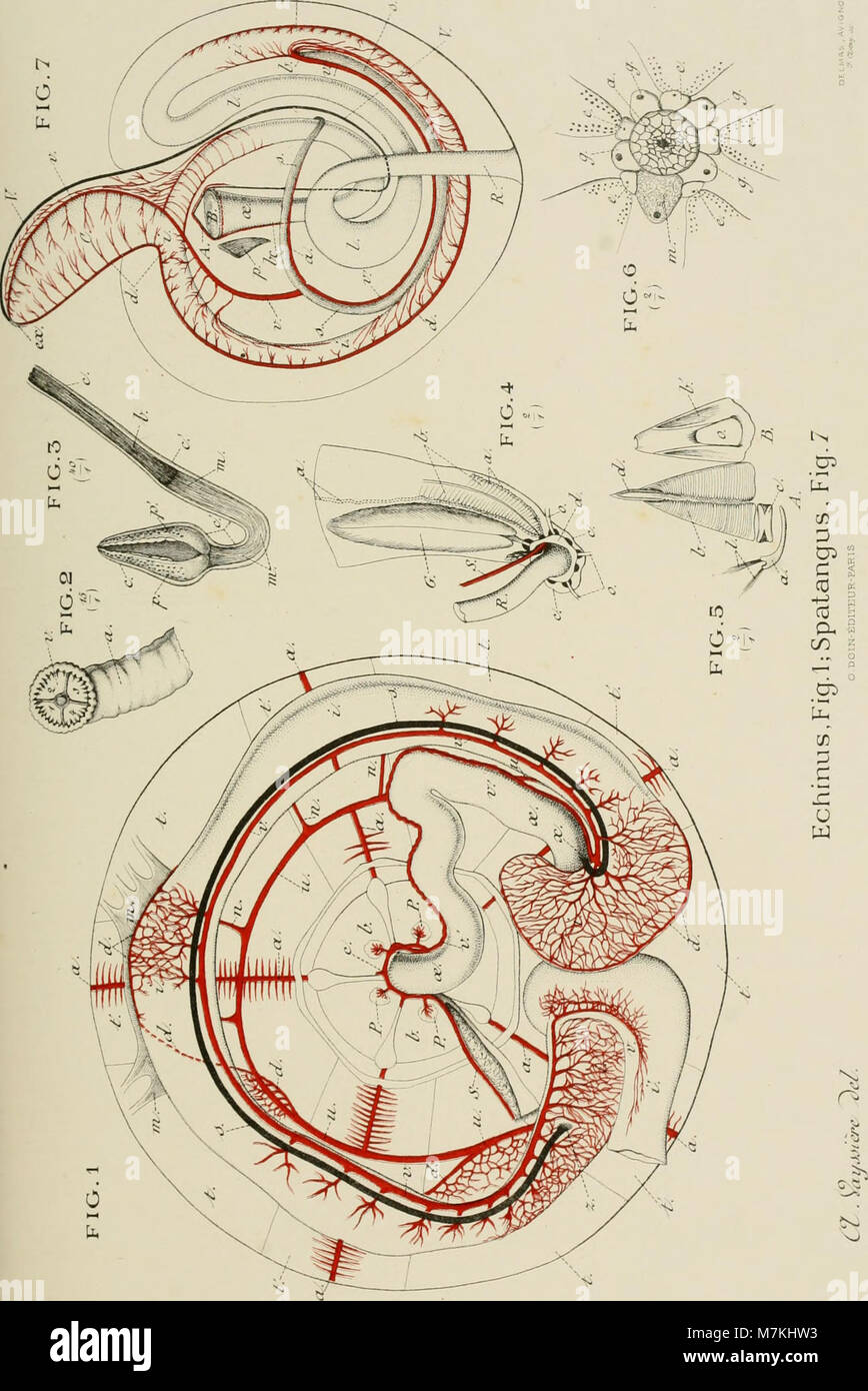 This 1888 atlas presents comparative anatomy of invertebrates ...