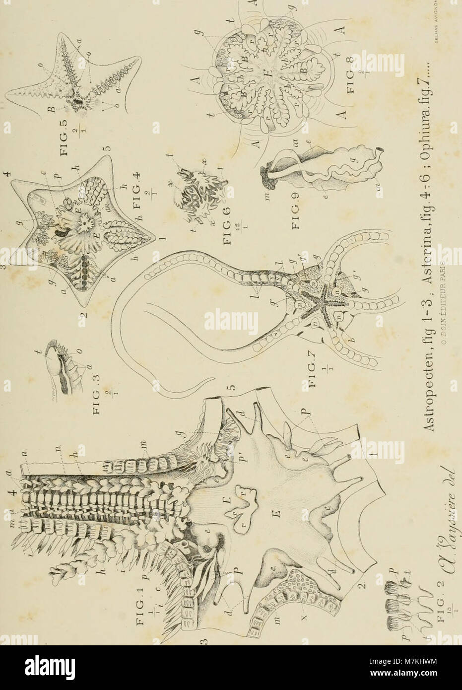 Atlas of comparative anatomy of invertebrates hi-res stock photography ...