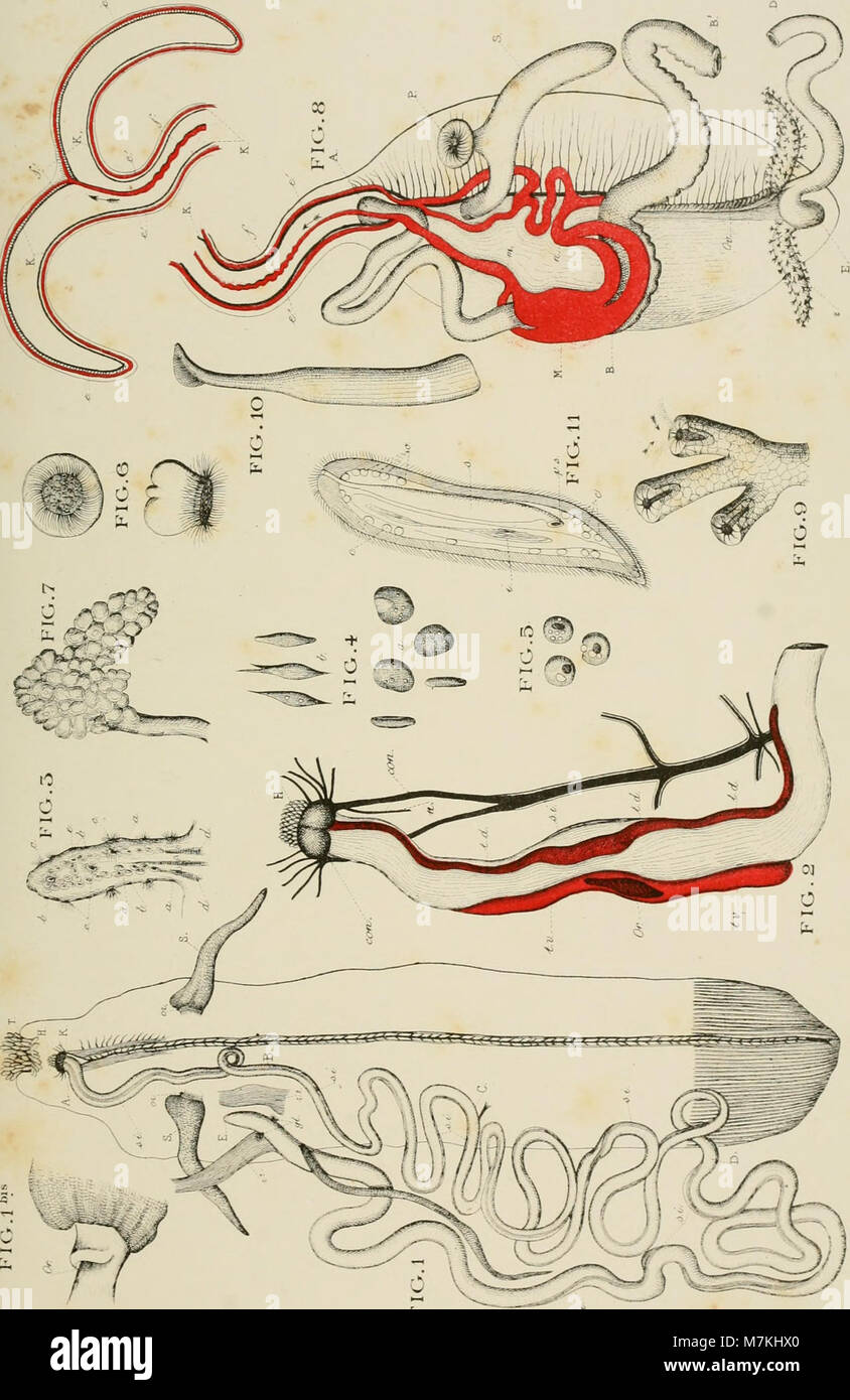 This 1888 atlas presents detailed comparative anatomy of invertebrates ...