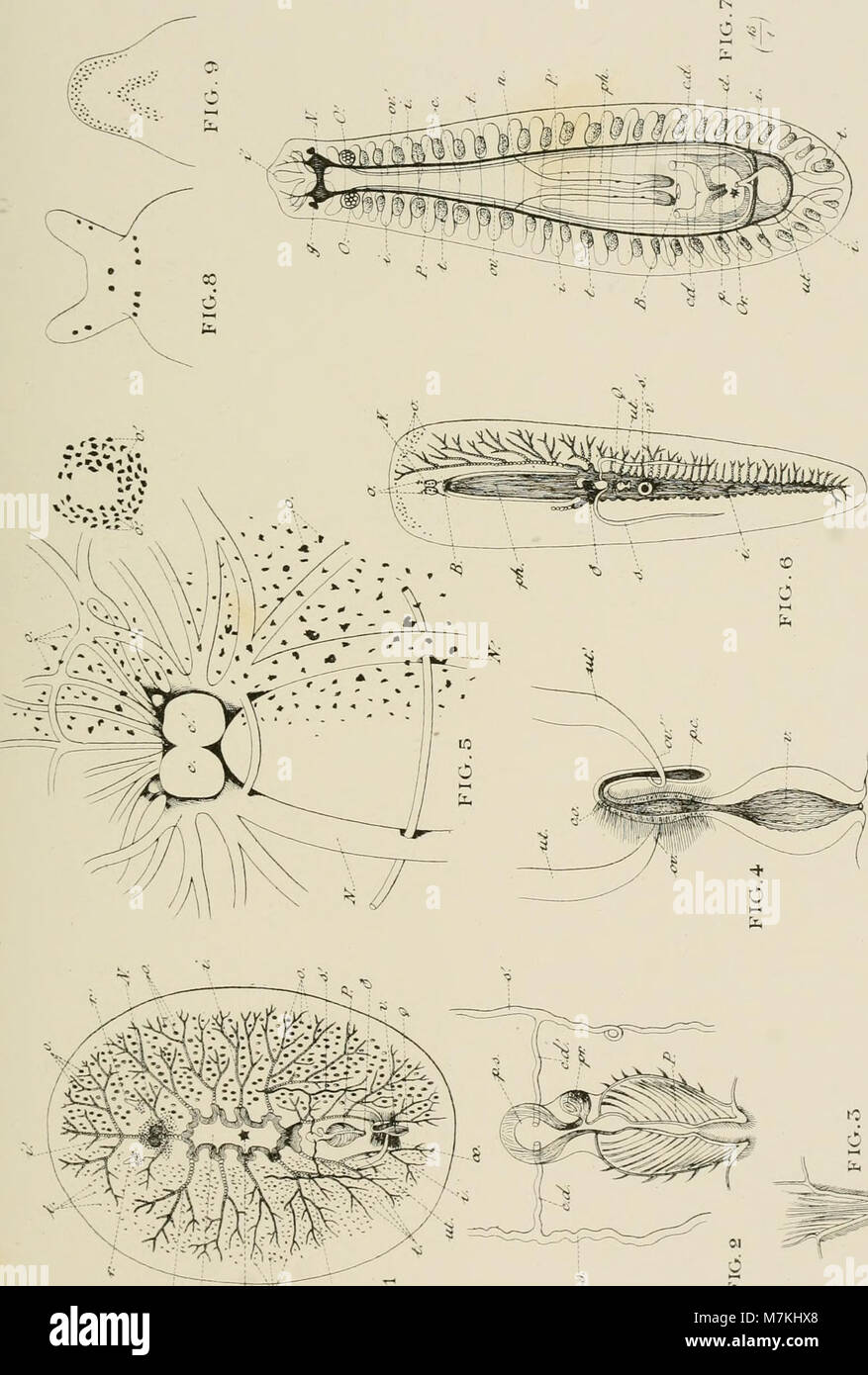Detailed drawings of various arthropods hi-res stock photography and ...