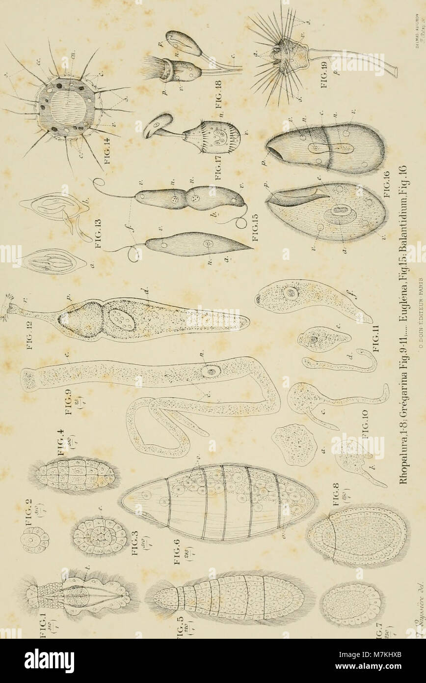 An 1888 edition of the 'Atlas of Comparative Anatomy of Invertebrates ...