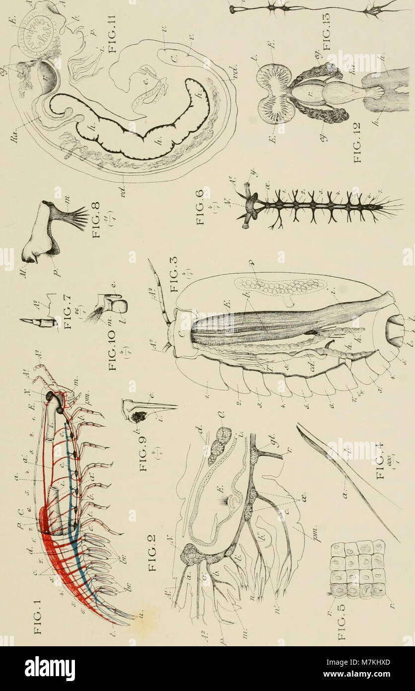 The 1888 atlas documents comparative anatomy of invertebrates, with ...