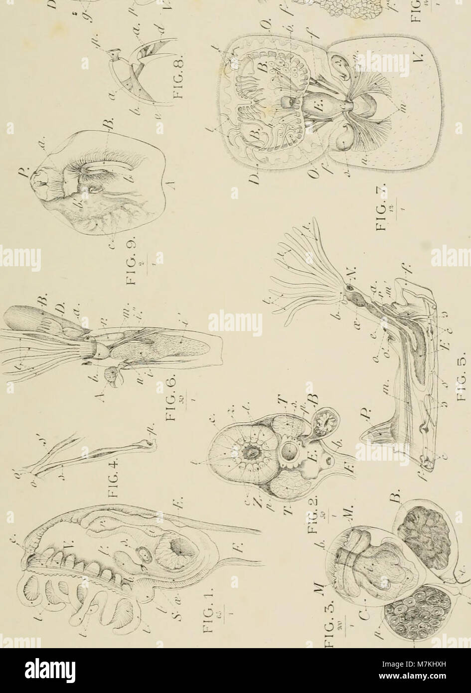 A comparative anatomy atlas of invertebrates from 1888, illustrating ...