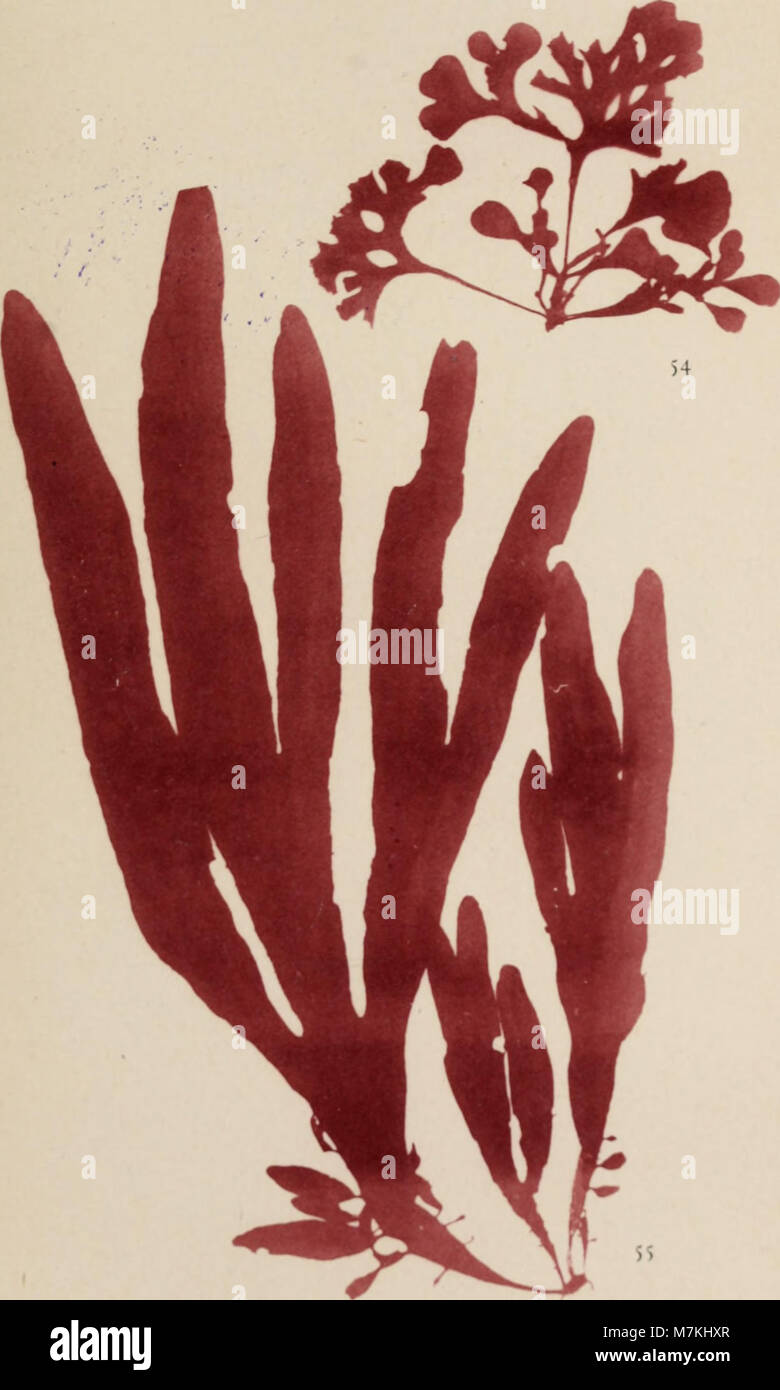 Atlas of marine algae from the coasts of France, featuring 48 plates ...