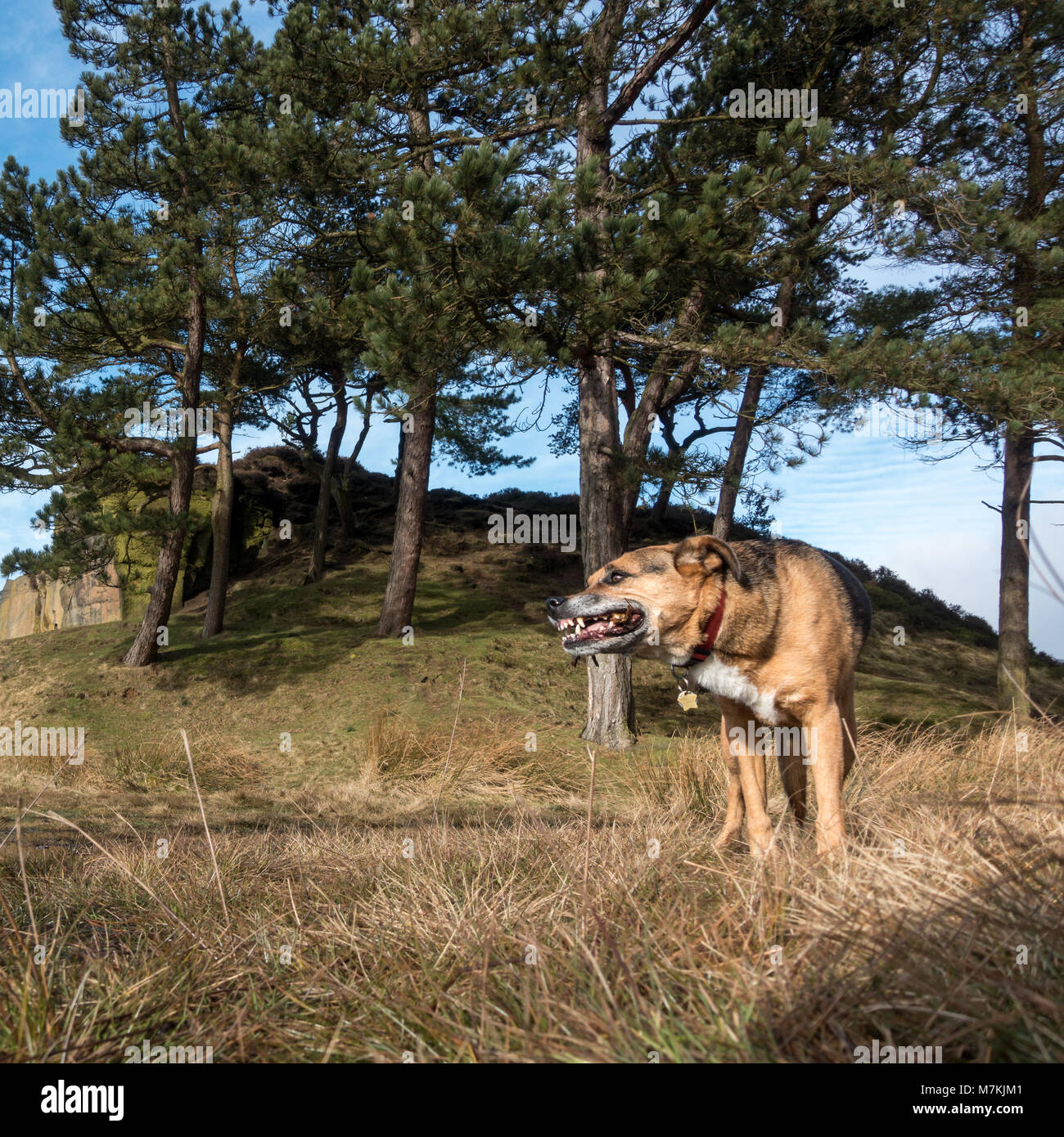 Dog eating a stick hi-res stock photography and images - Alamy