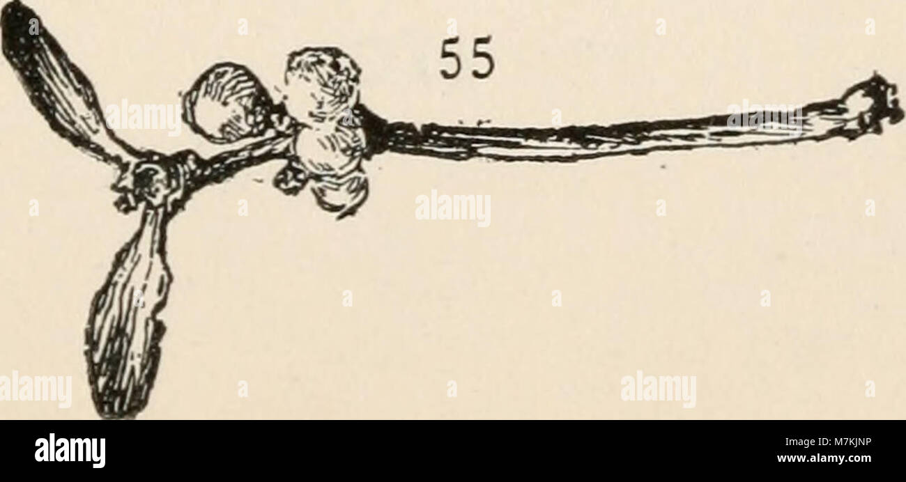 This 1900 edition of 'A Christmas Carol' illustrates the Victorian era ...