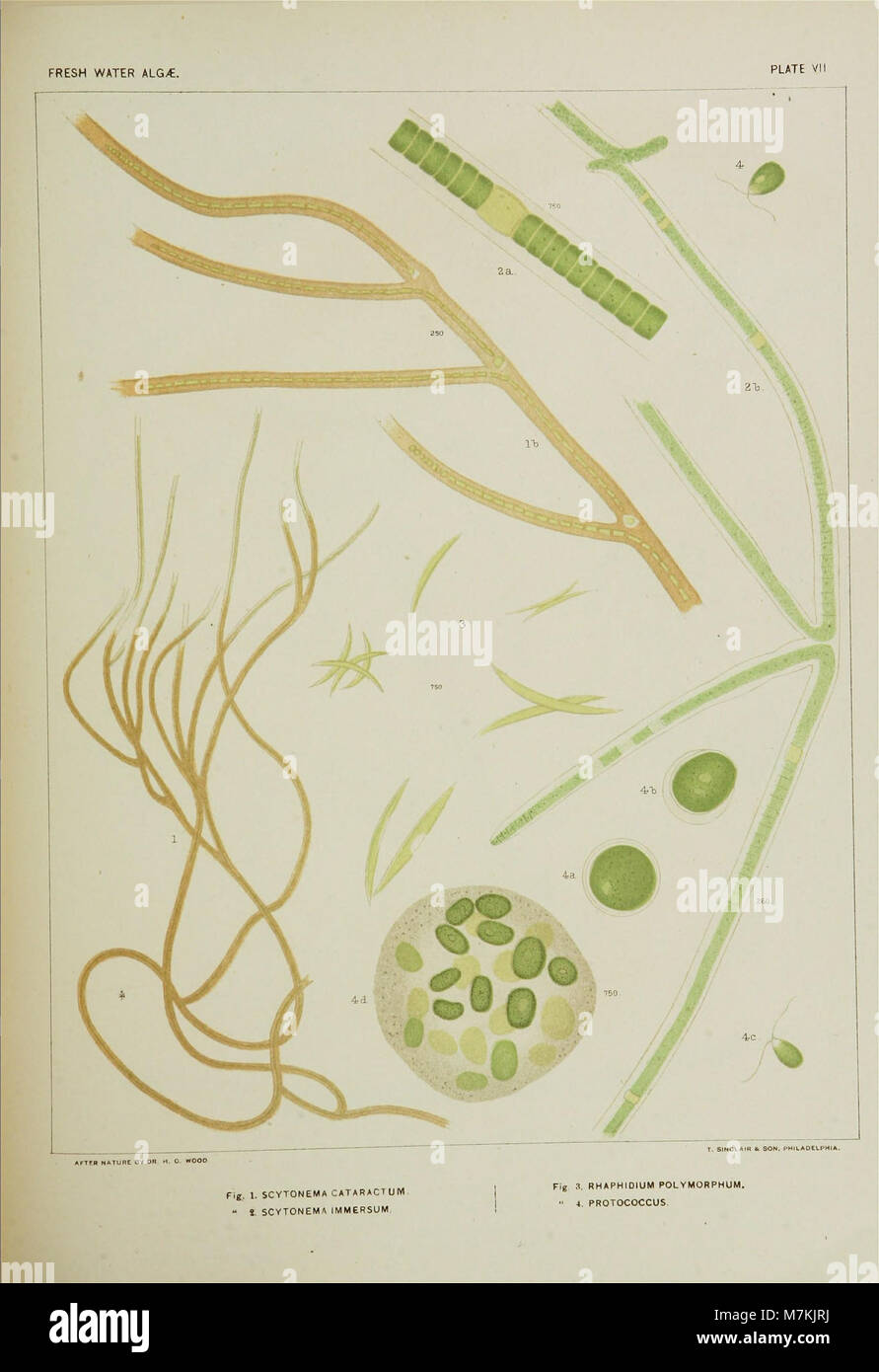 A contribution to the history of the fresh-water algœ of North America ...