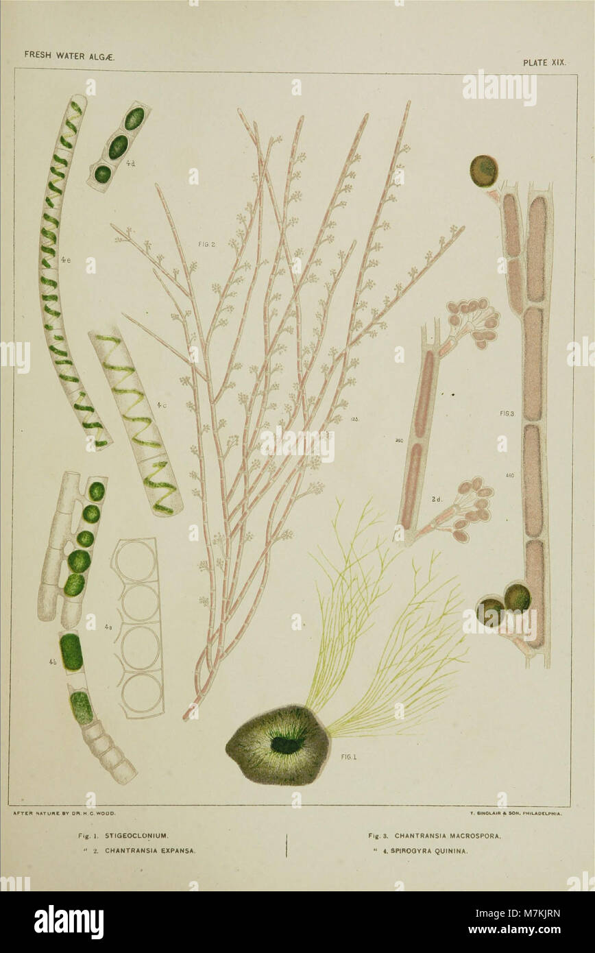 This 1872 work contributes to the understanding of freshwater algae in ...