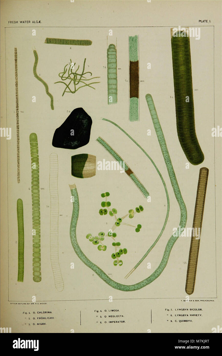 A contribution to the history of the fresh-water algœ of North America ...