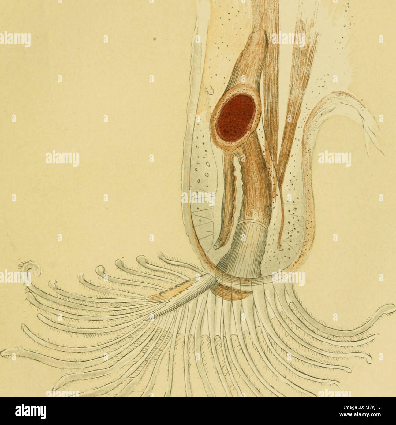 A course in invertebrate zoölogy - a guide to the dissection and ...
