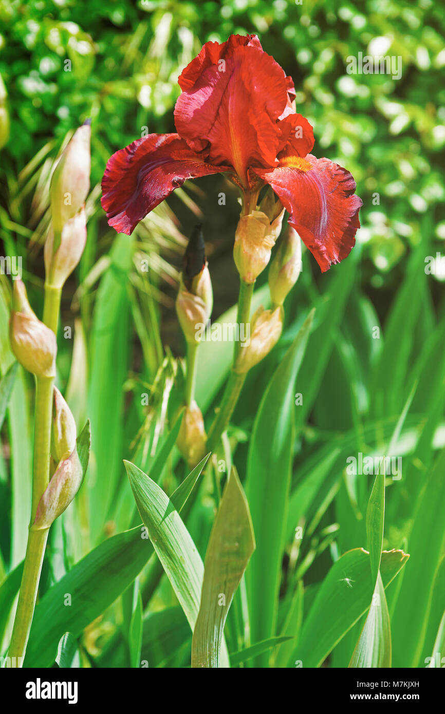 Red wine Iris in the Kitchen garden in Loire valley, in France. Toned ...