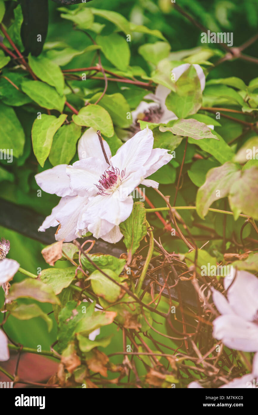 Blooming Flowers of tea rose bush in the garden in Brecon Beacons in ...