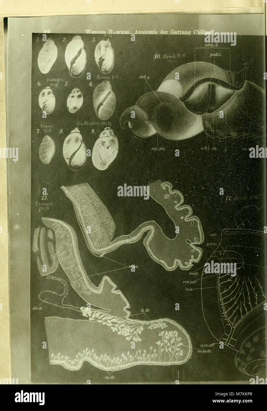 Beiträge zur anatomie der gattung Chilina (1911) (19741785223 Stock ...