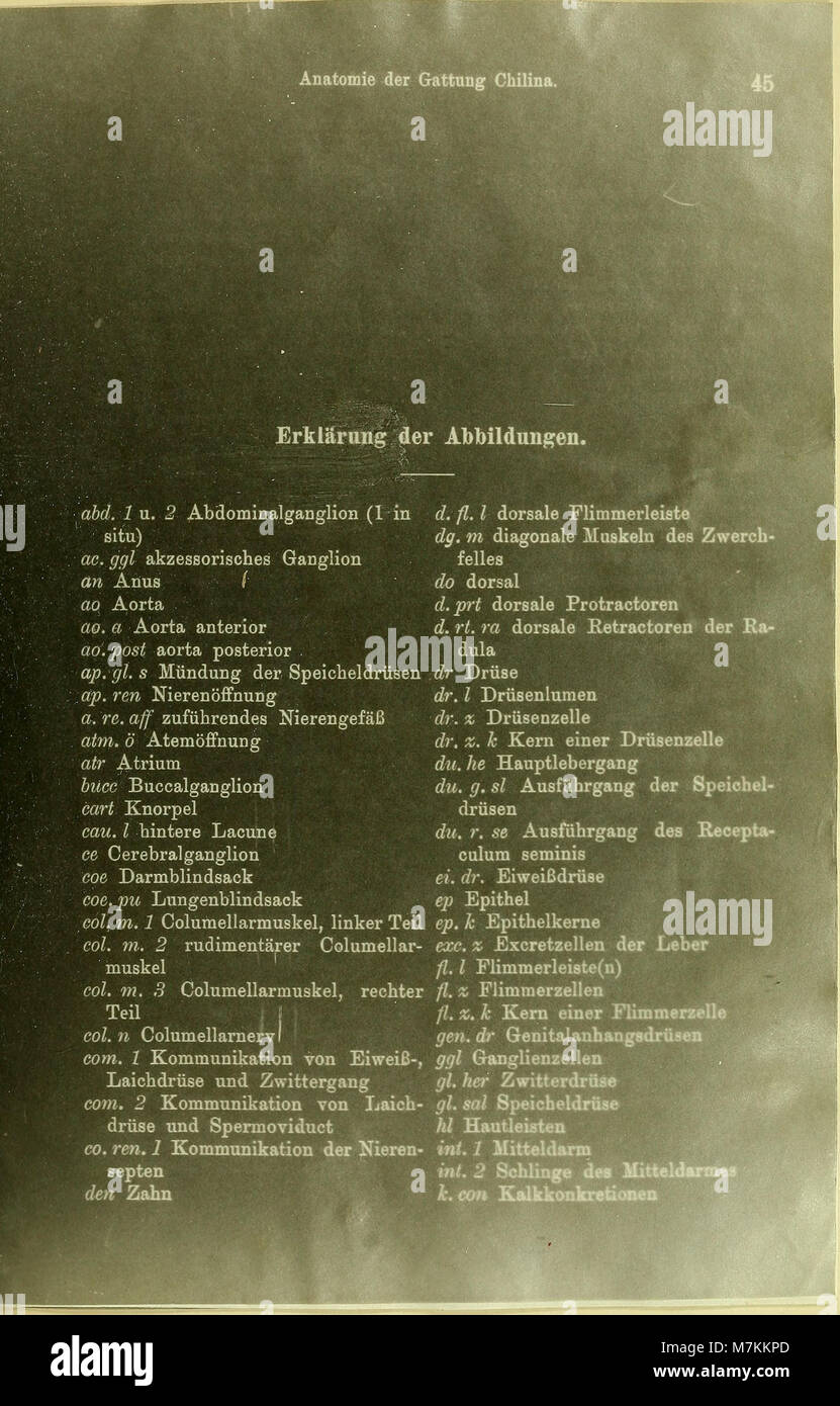 Beiträge zur anatomie der gattung Chilina (1911) (20362705155 Stock ...