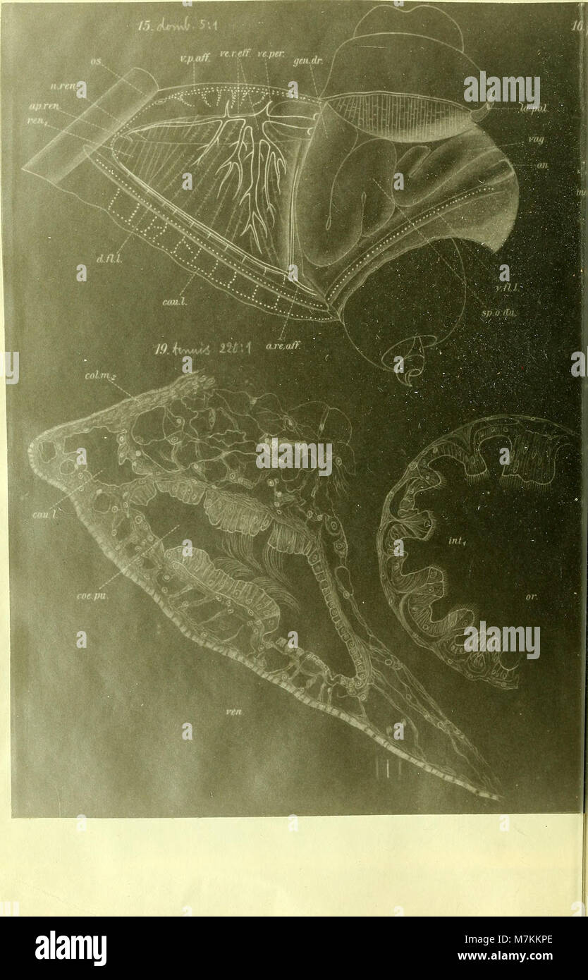 Chilina hi-res stock photography and images - Alamy