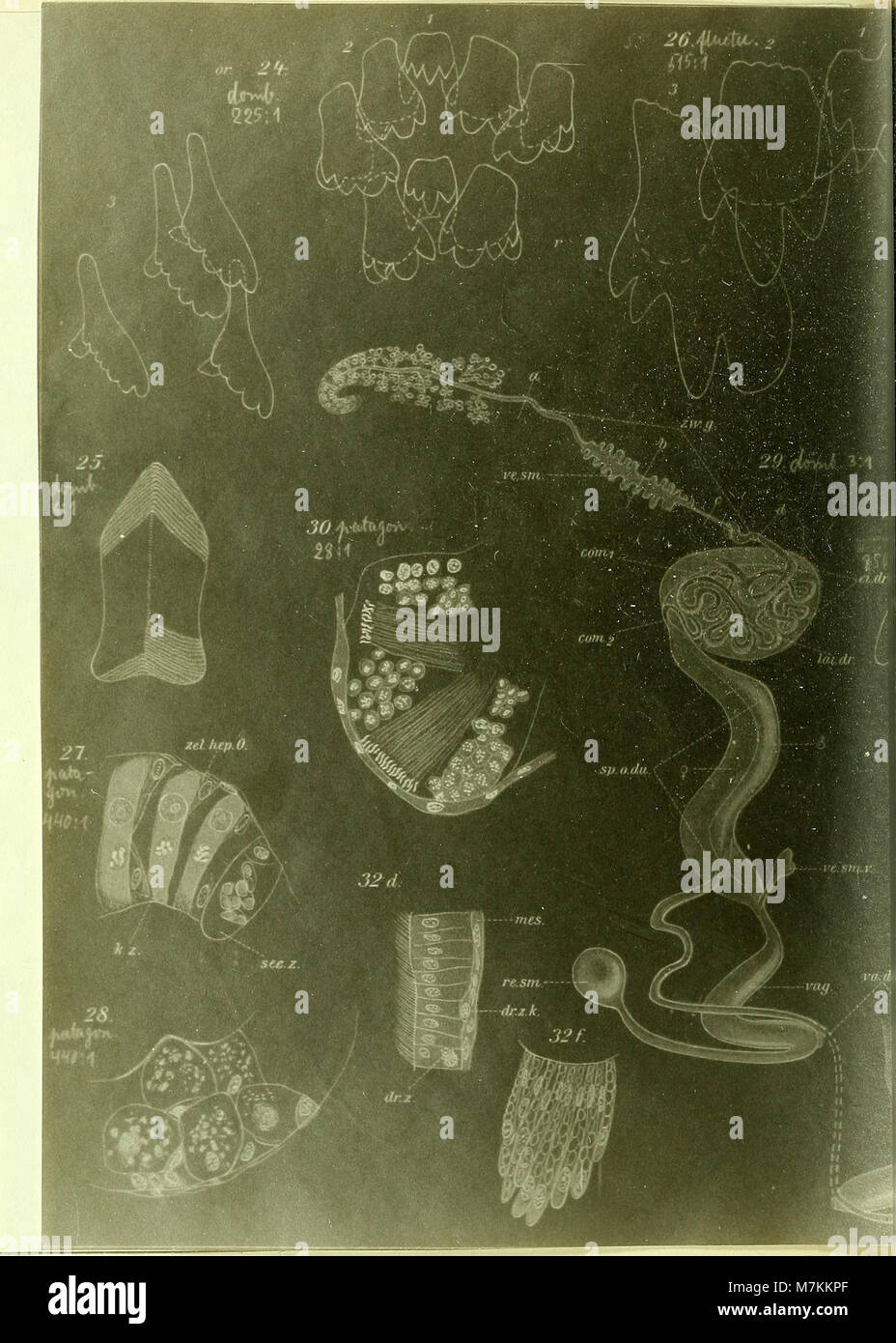 Beiträge zur anatomie der gattung Chilina (1911) (20368828981 Stock ...