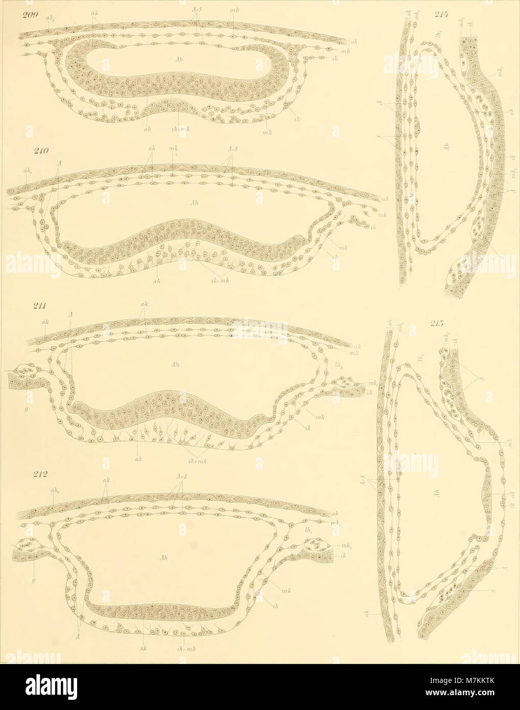 Wirbeltiere anatomie hi-res stock photography and images - Alamy