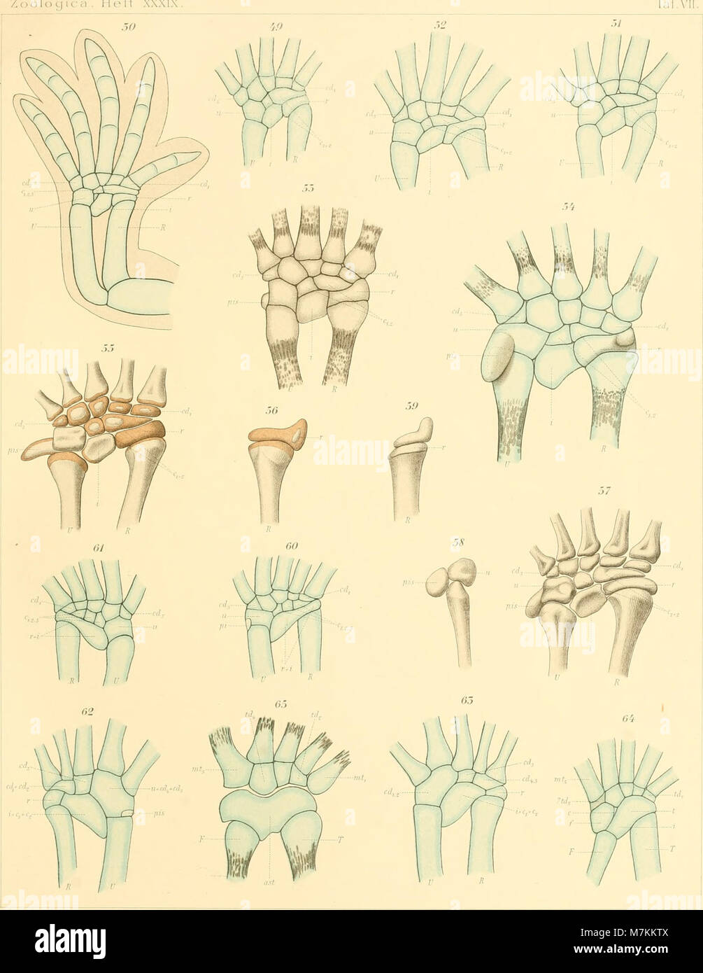 Wirbeltiere anatomie hi-res stock photography and images - Alamy