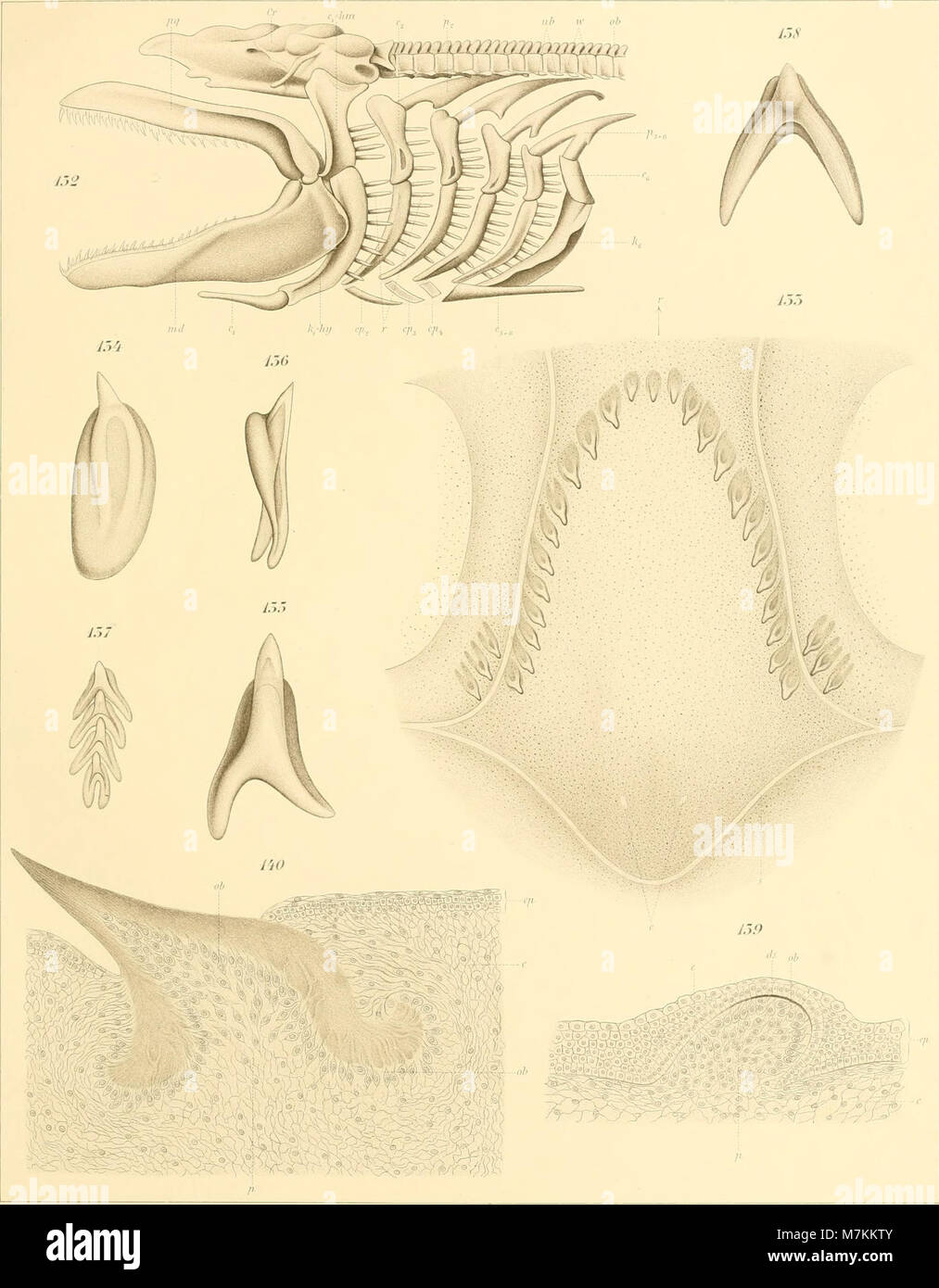 This scientific work from 1903 provides detailed insights into the ...