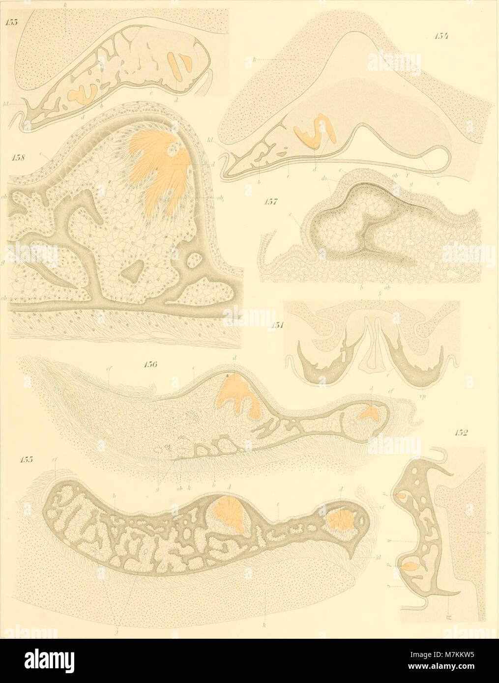 Wirbeltiere anatomie hi-res stock photography and images - Alamy