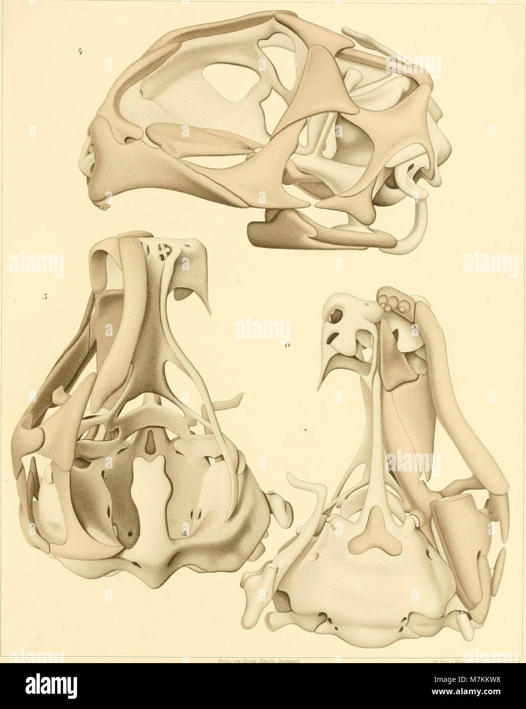 Wirbeltiere anatomie hi-res stock photography and images - Alamy