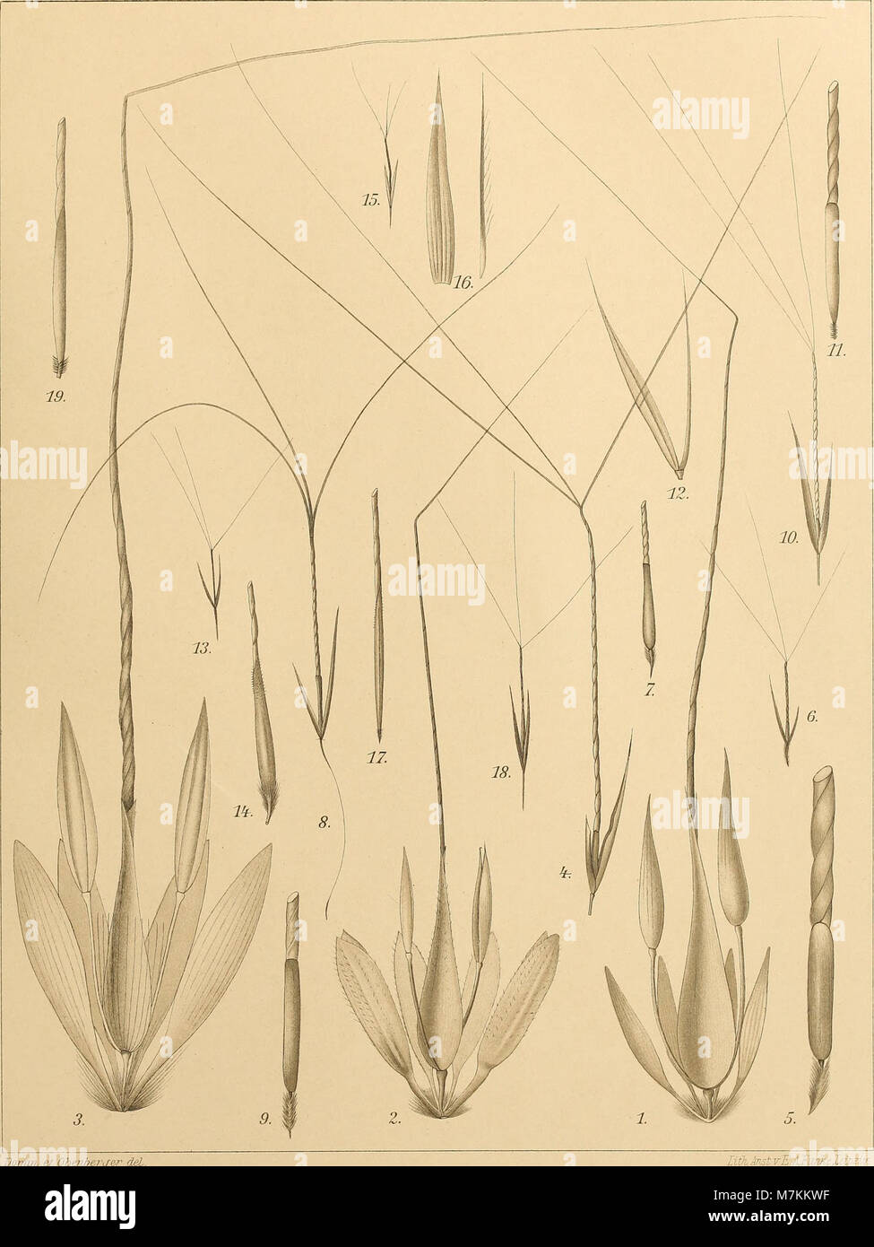 Geographic plant distribution hi-res stock photography and images - Alamy