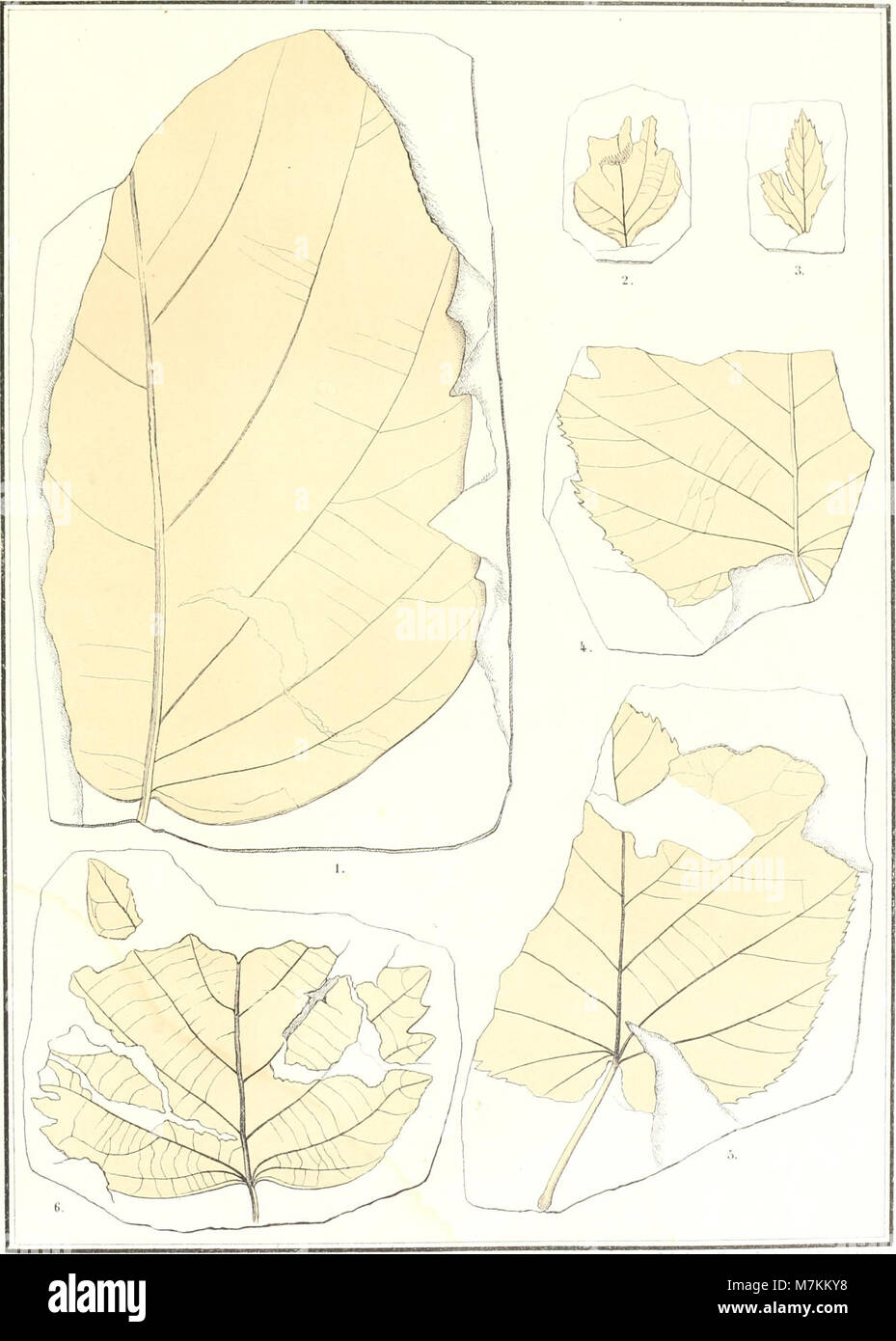 A 1876 scientific study on the fossil flora of Spitsbergen, based on ...