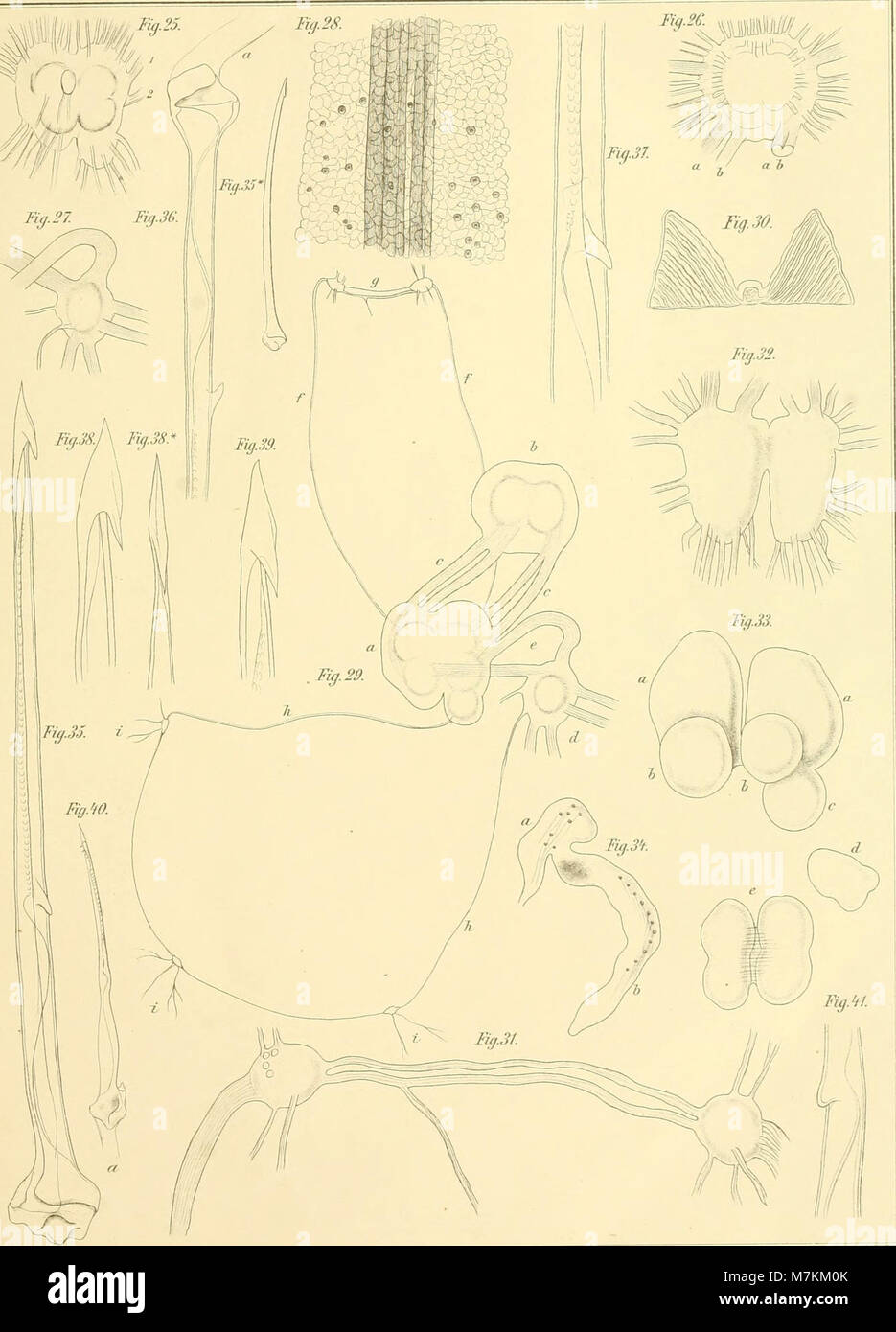 A 1895 scientific paper titled Beiträge zur Kenntniss der Coniden ...