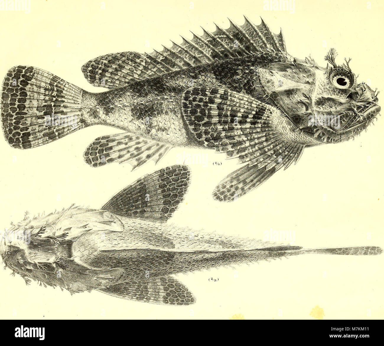 The 1882 publication on African fish provides detailed taxonomic ...
