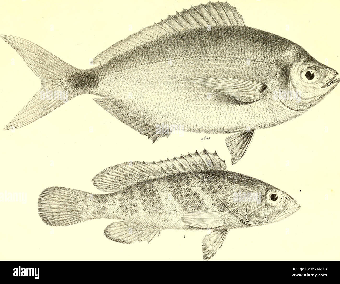 Beiträge zur Kenntniss der Fische Afrika's (II) und Beschreibung einer ...
