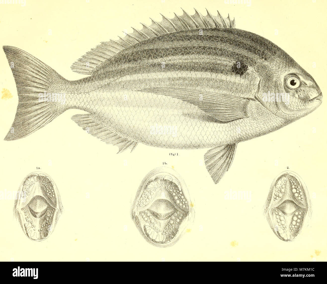 Beiträge zur Kenntniss der Fische Afrika's (II) und Beschreibung einer ...