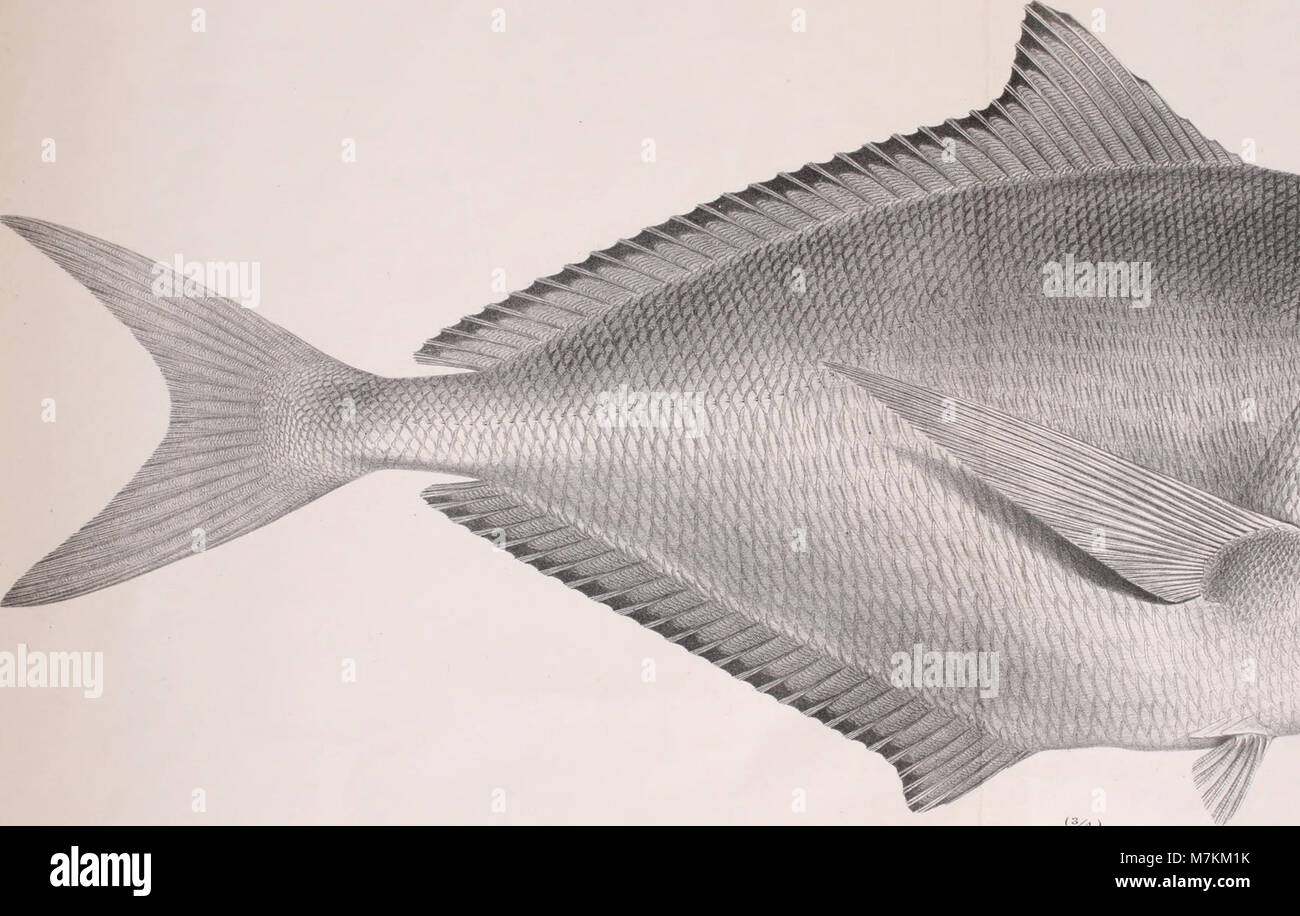 This work provides valuable research on the fish species of Japan ...