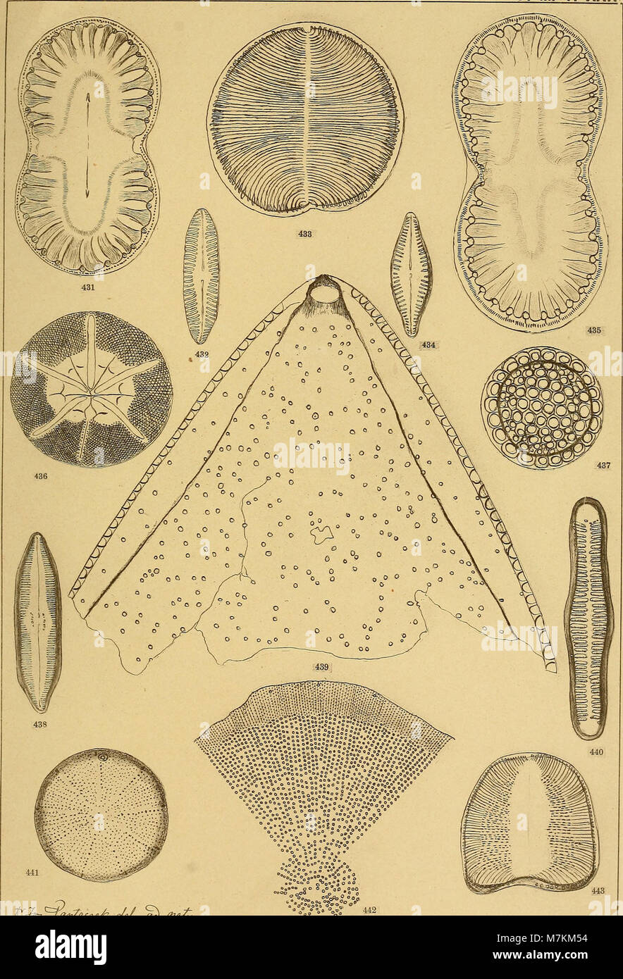 Microfossilresearch hi-res stock photography and images - Alamy