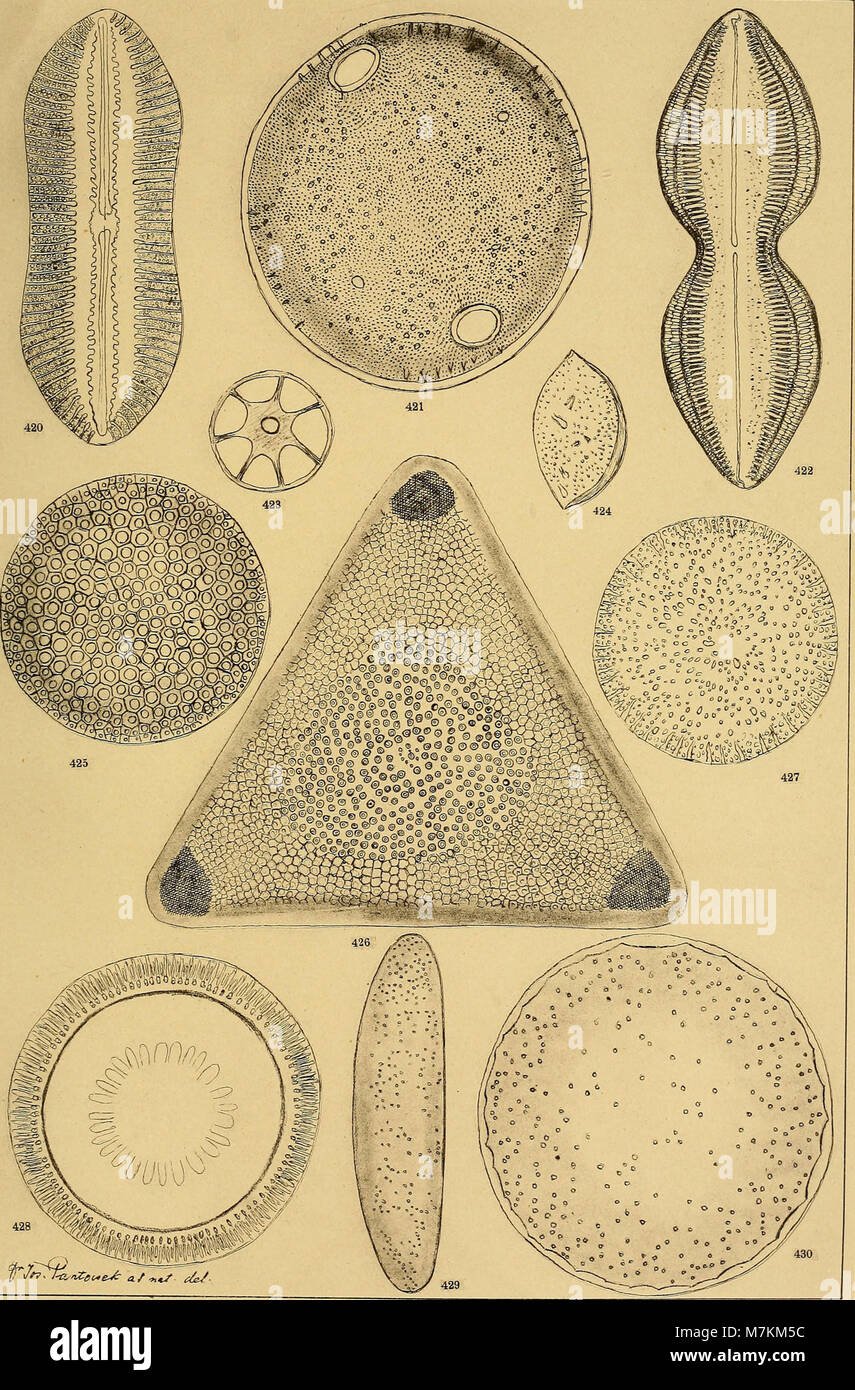 Paleontological understanding hi-res stock photography and images - Alamy