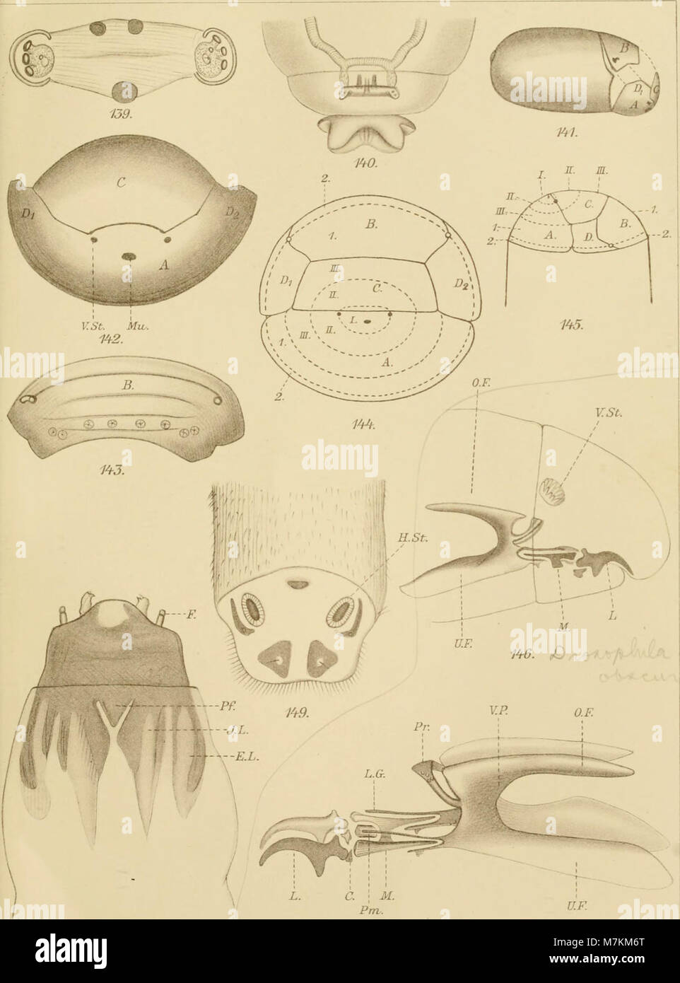 This 1916 work explores the larvae and pupae of dipteran insects ...
