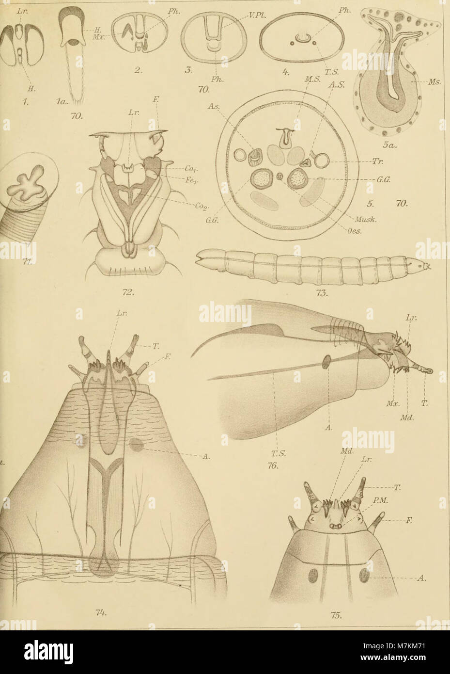 A 1916 entomological publication studying the larvae and pupae of ...