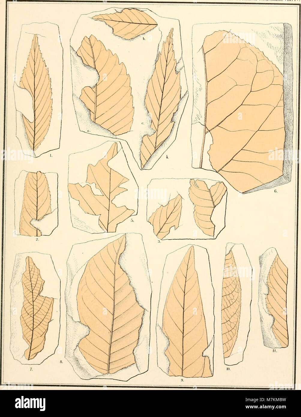 Mioceneperiod hi-res stock photography and images - Alamy