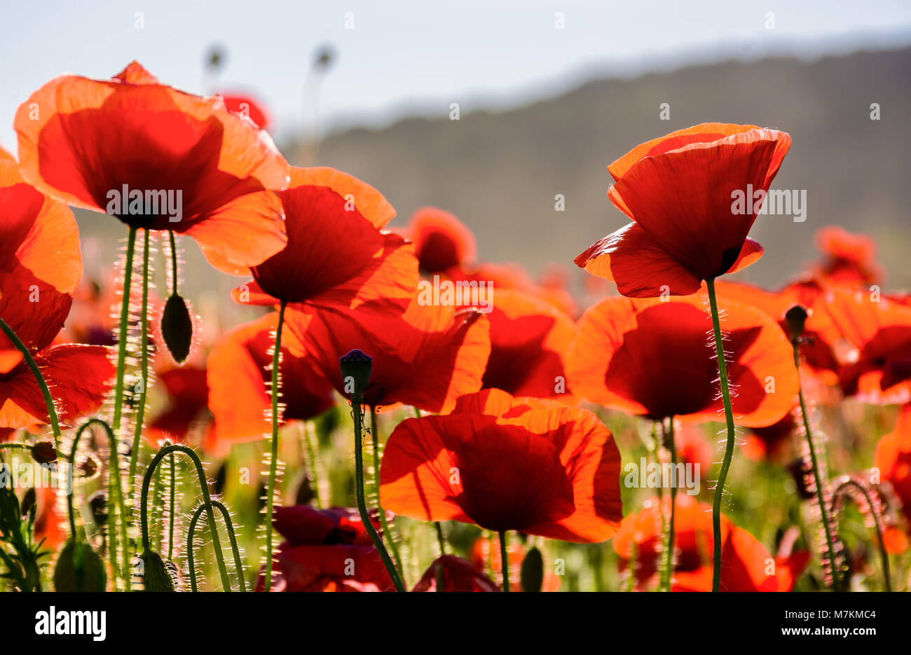 poppy flowers field. beautiful summer background Stock Photo - Alamy