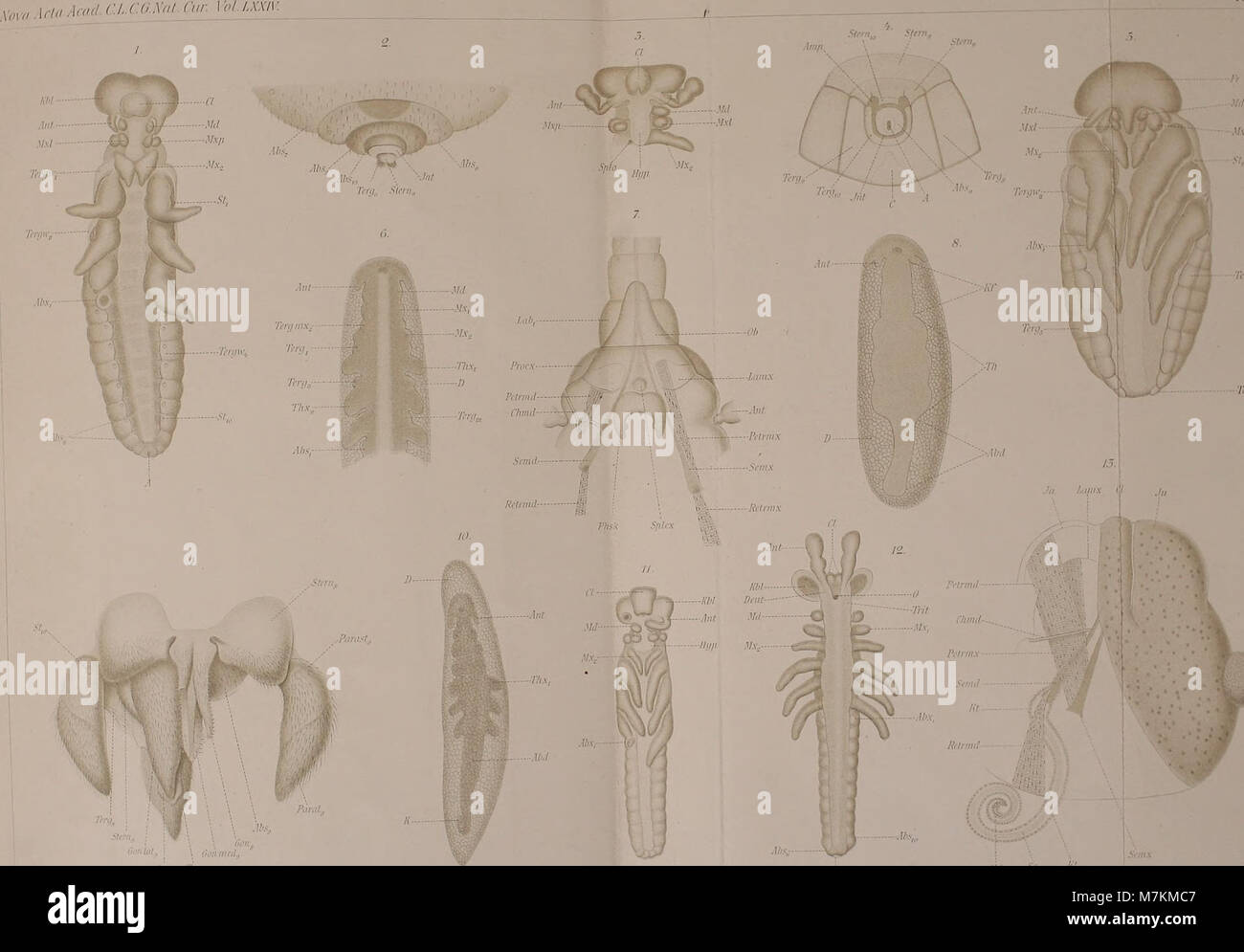 Study examines developmental anatomy hi-res stock photography and ...