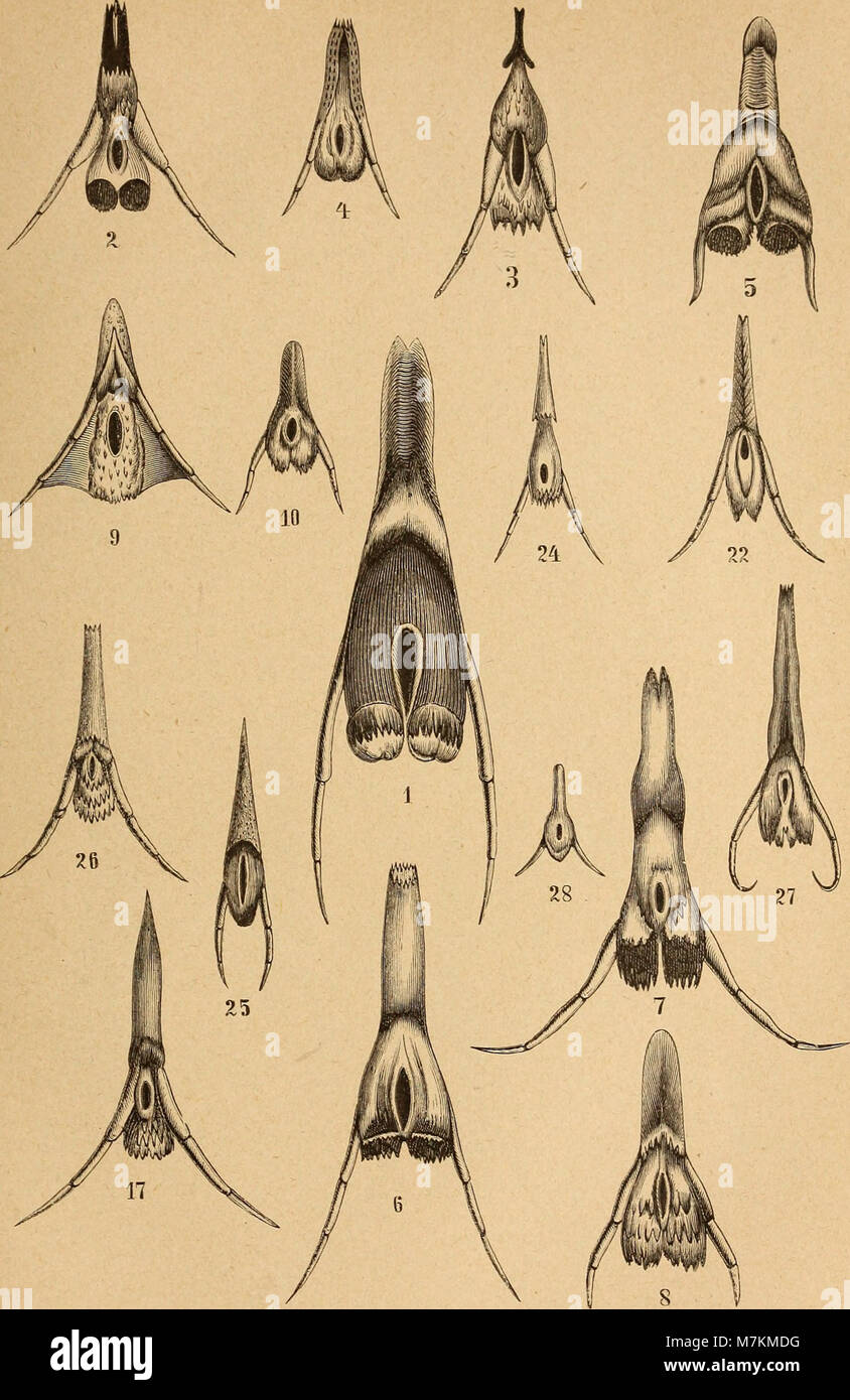 A study on South African bird species collected by Dr. Emil Holub ...