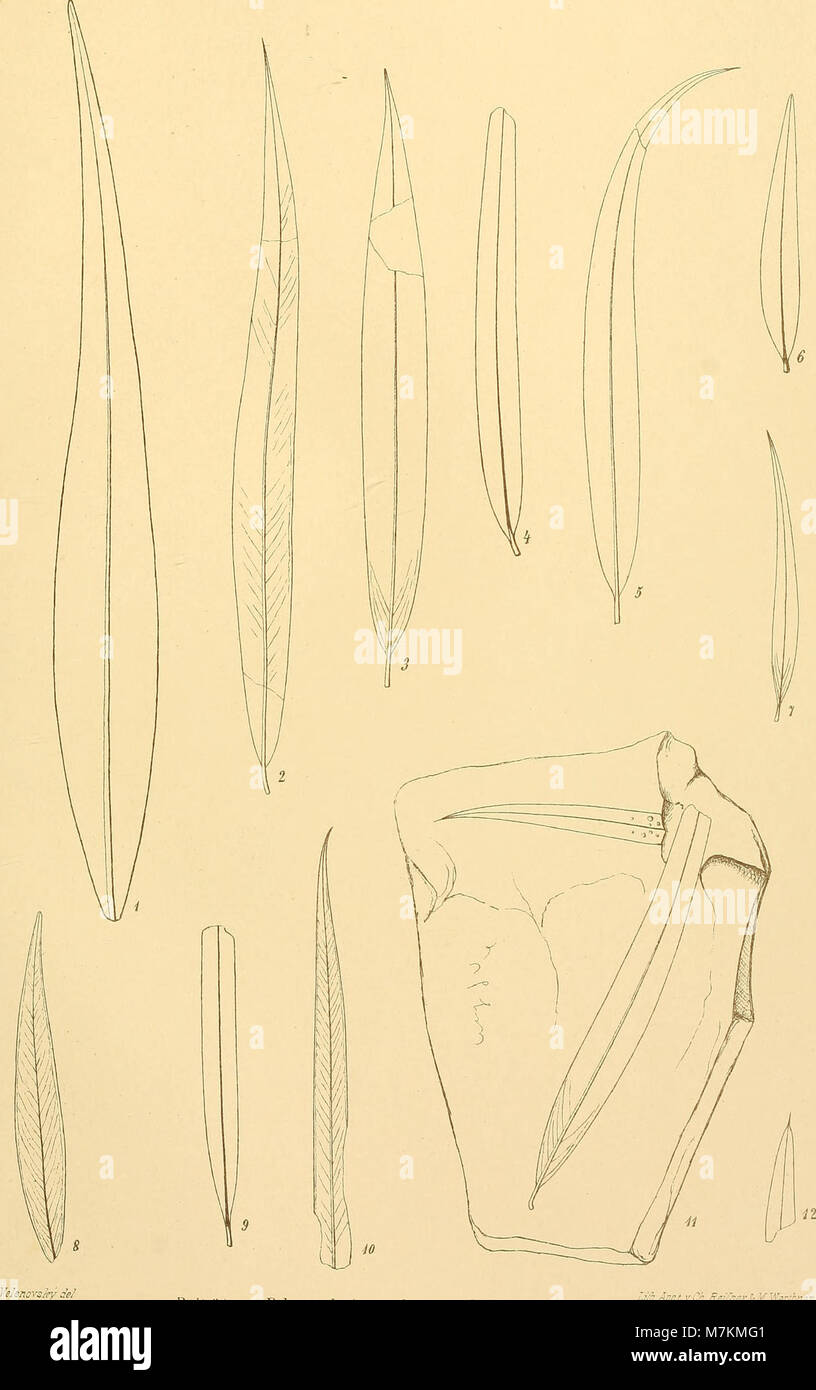 A 1887 paleontological work documenting fossils and geological research ...