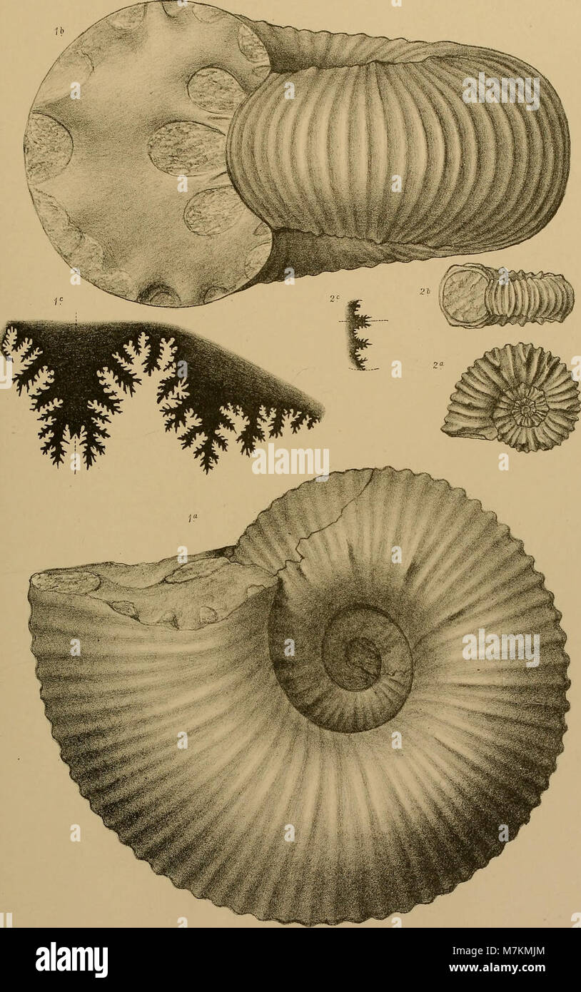 This 1898–1900 publication from the University of Vienna covers ...