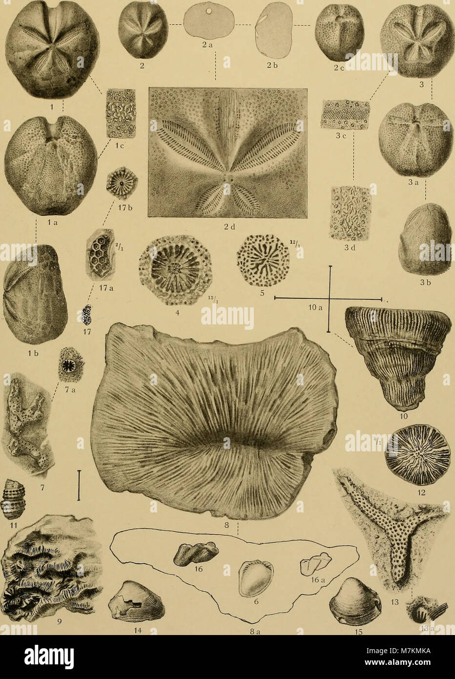 Paleontological contributions hi-res stock photography and images - Alamy