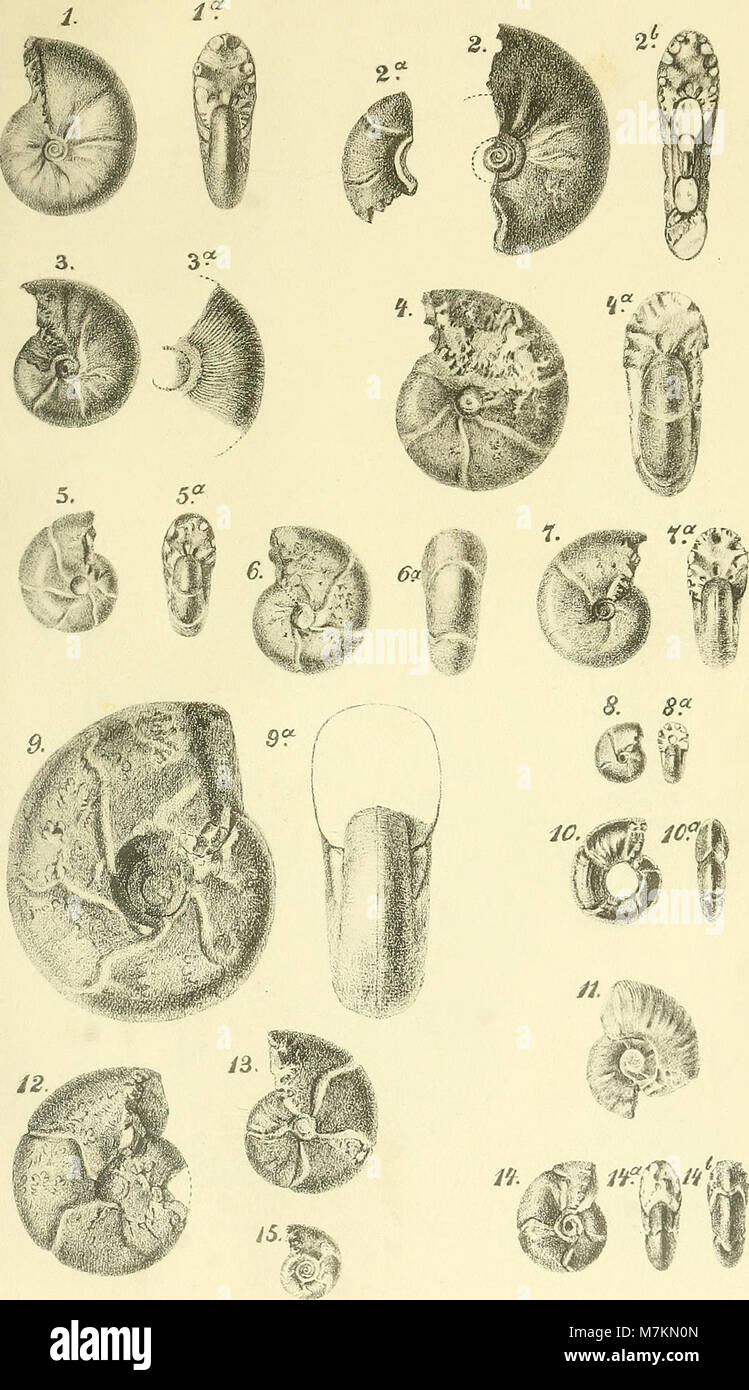 Ammonites history hi-res stock photography and images - Alamy