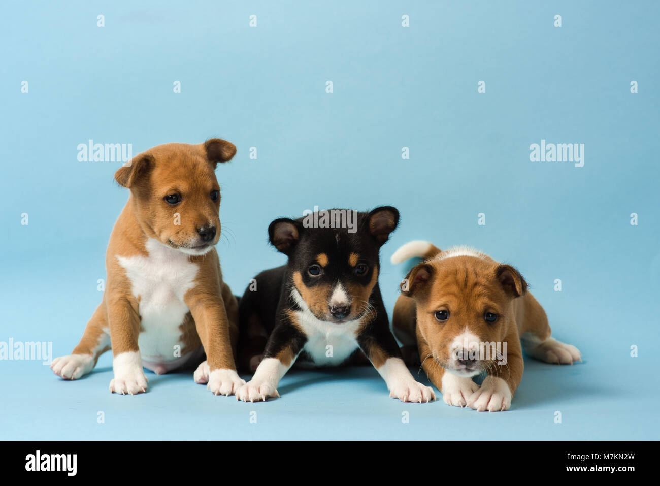 Little adorable dogs at studio blue background. Puppies lined up in a ...