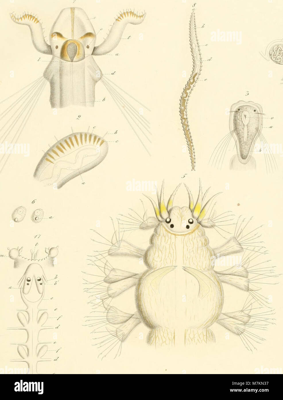 This 1863 study examines the anatomy and development of invertebrates ...