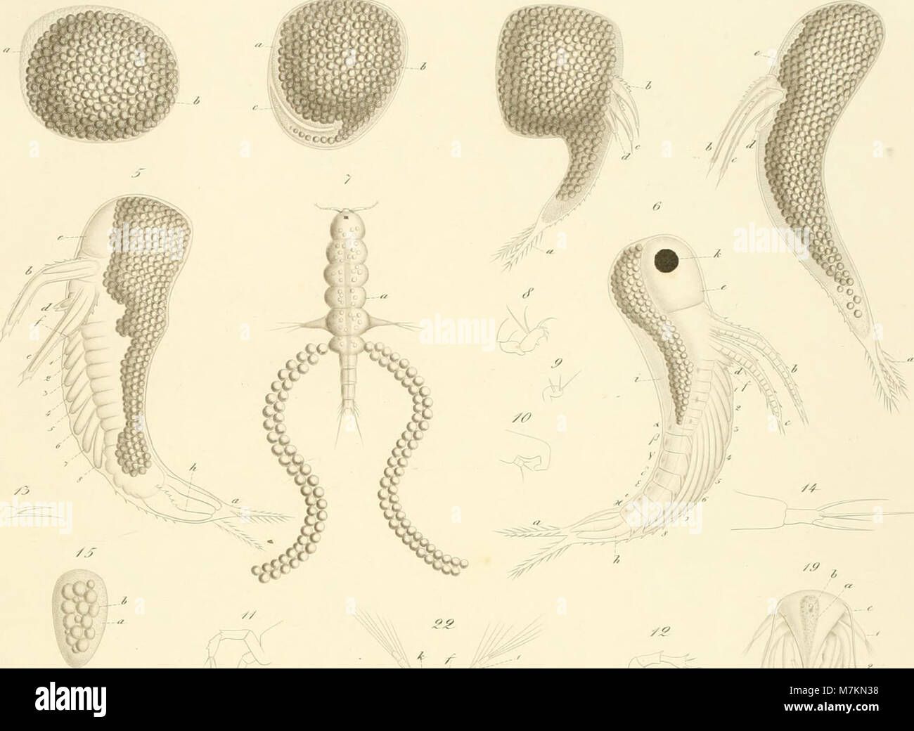 An 1863 study on the anatomy and development of invertebrates along the ...
